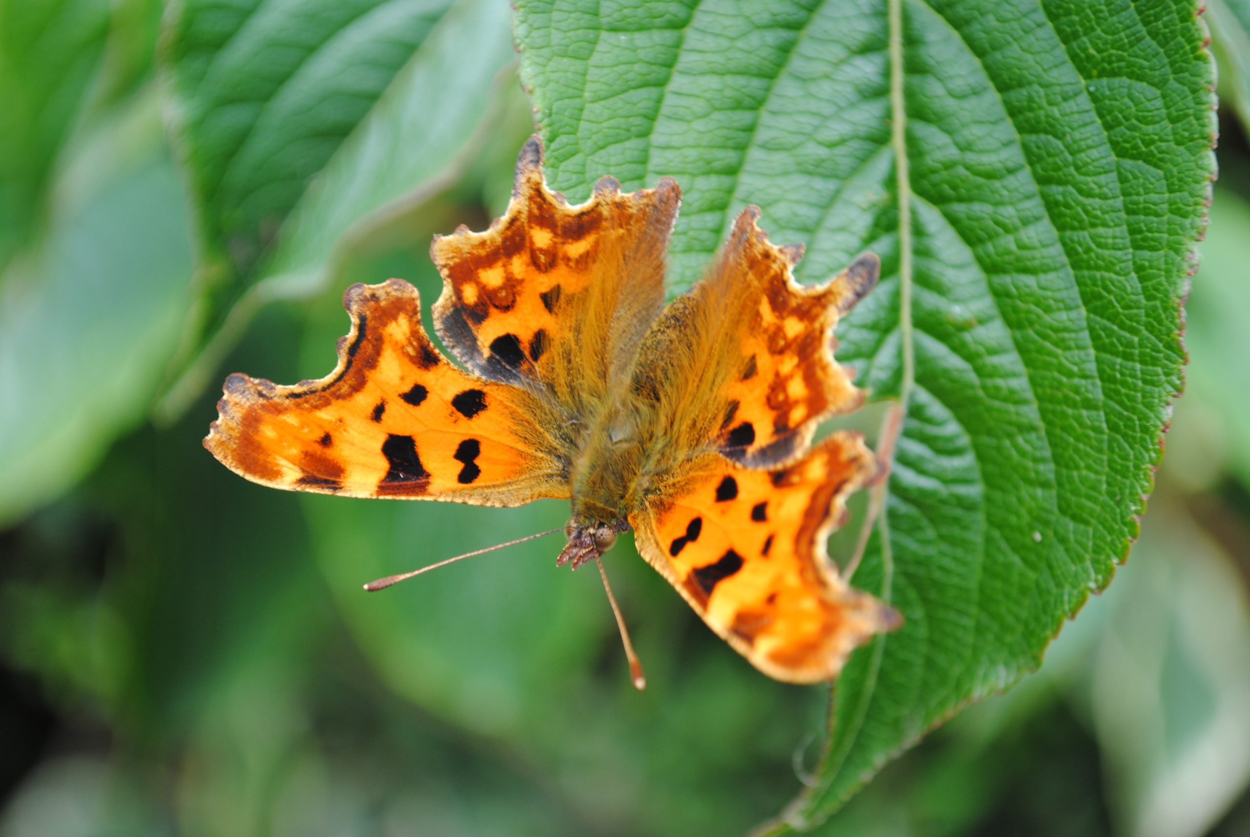 Castleford Natural Heritage - Queens Mill